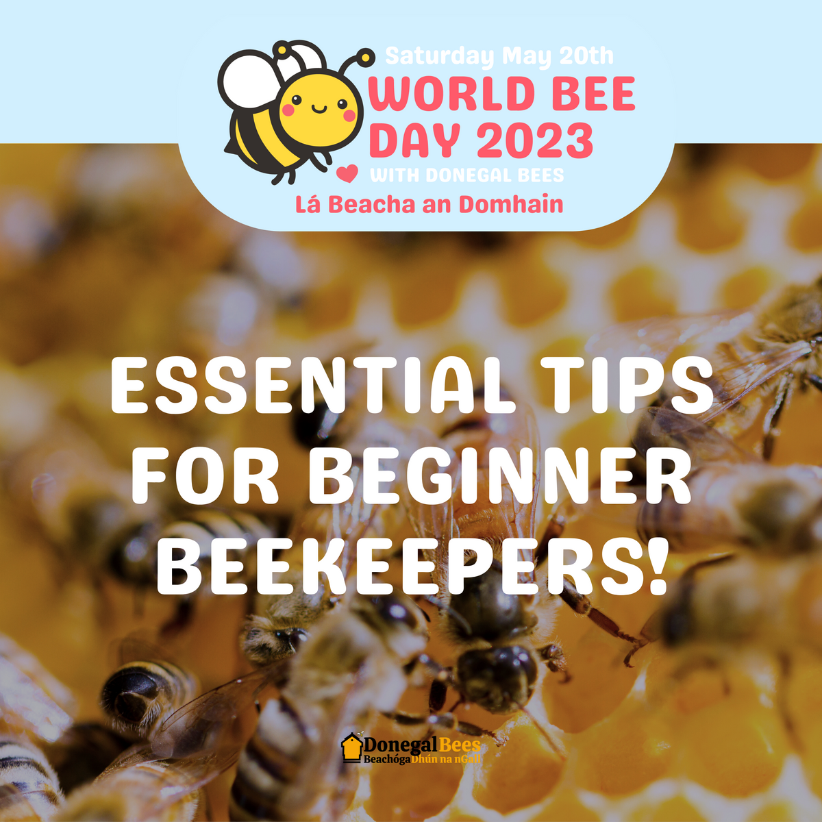 Essential Tips for Beginner Beekeepers – Donegal Bees