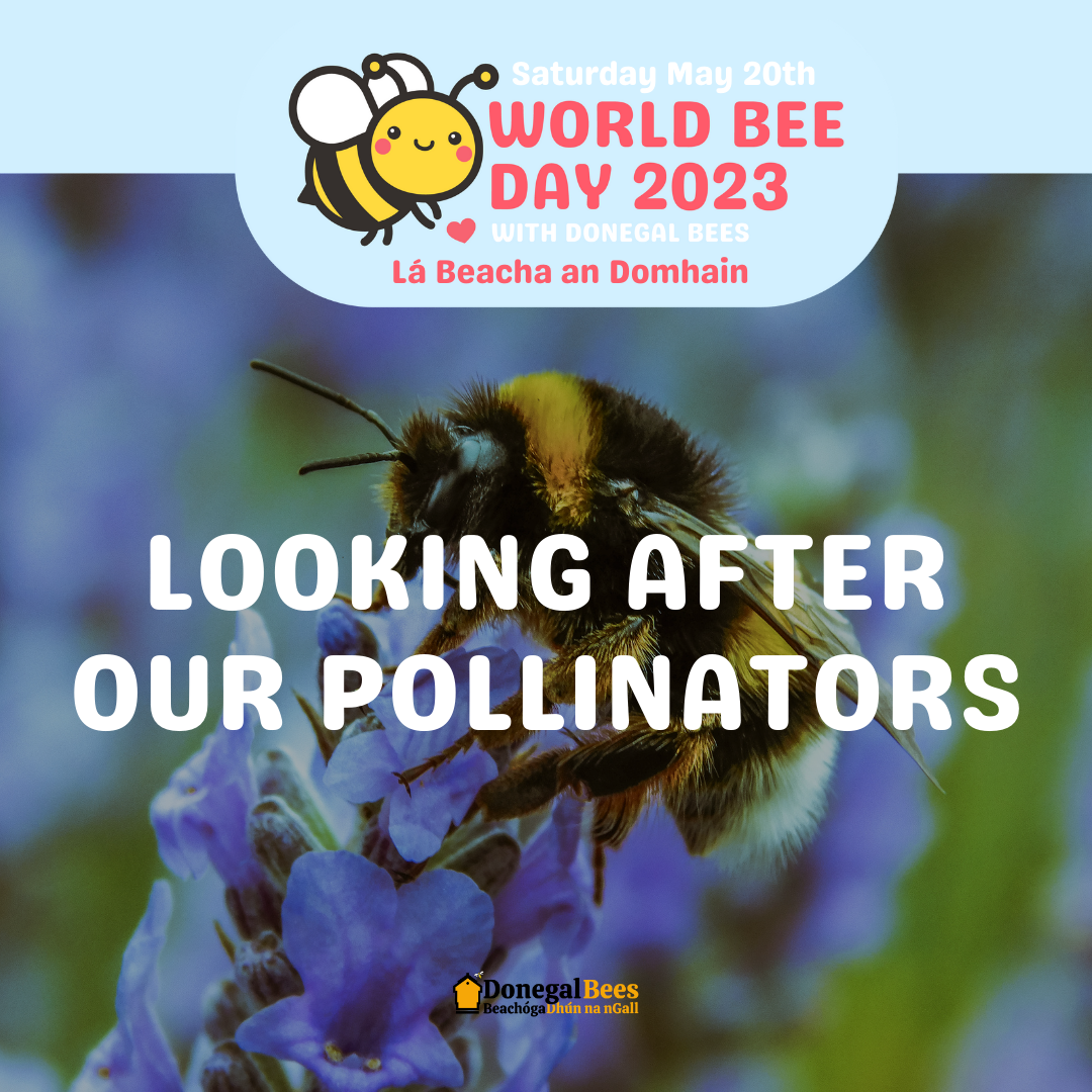 Looking After Our Pollinators – Donegal Bees