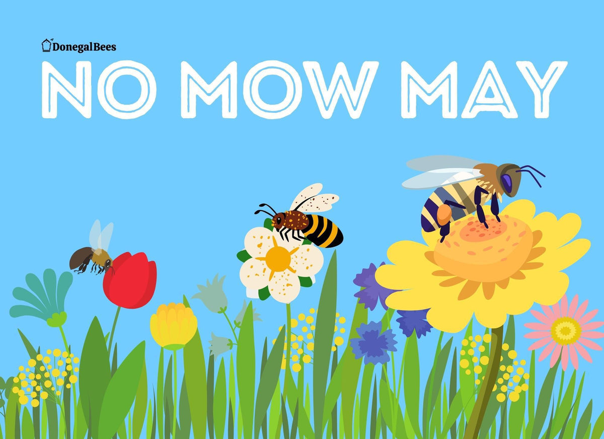 Sign: No Mow May (Blue) – Donegal Bees