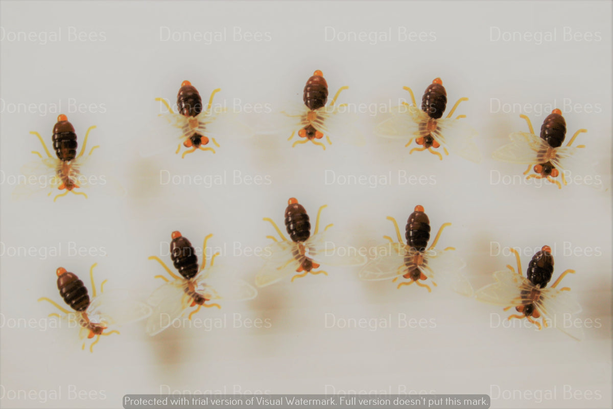 Plastic Bee with Pin (15 Pack) – Donegal Bees